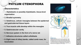 Phylum Ctenophora