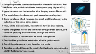 Ctenophora Comb Rows