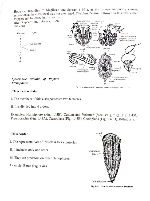 Phylum Ctenophora Classification.pdf