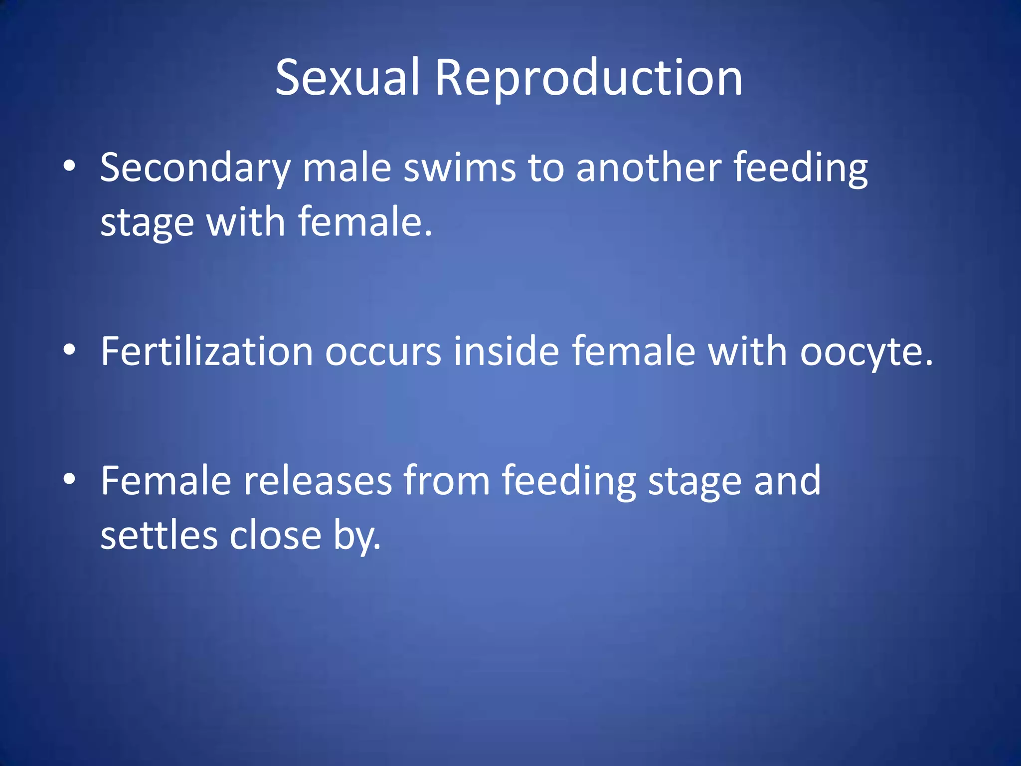 Cycliophores invertebrates | PPT