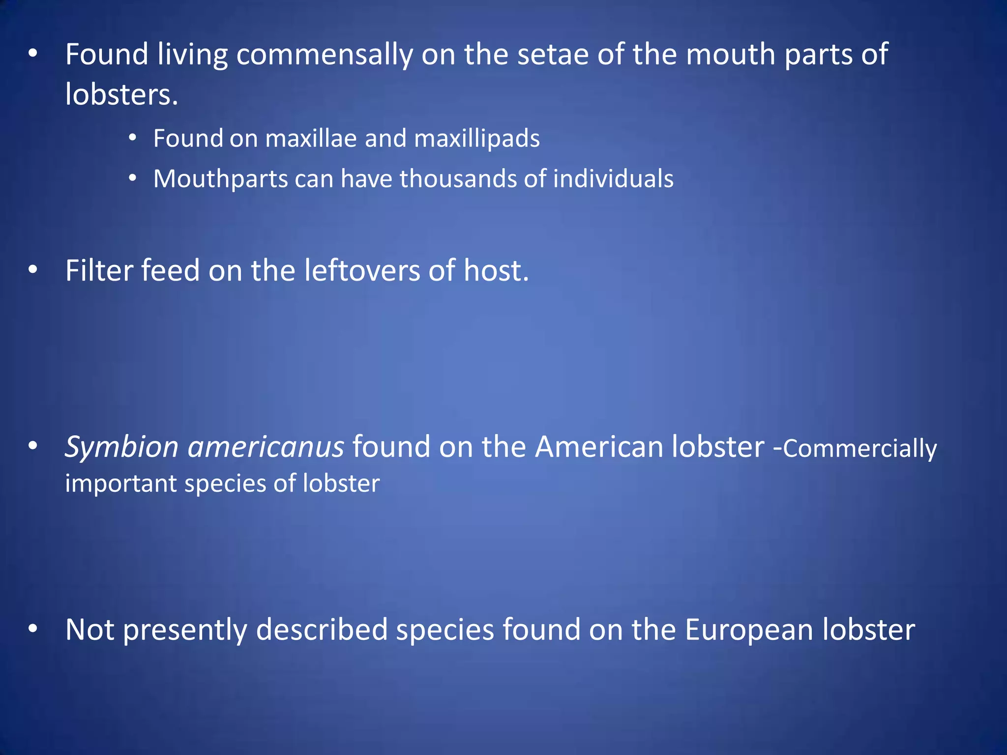 Cycliophores invertebrates | PPT