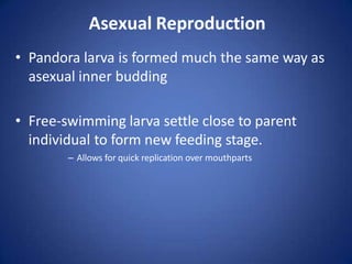 Cycliophores invertebrates | PPT