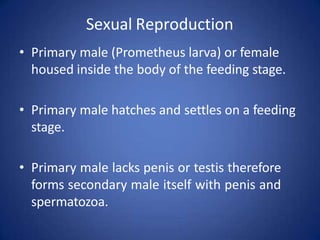 Cycliophores invertebrates | PPT