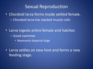Cycliophores invertebrates | PPT