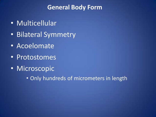 Cycliophores invertebrates | PPT