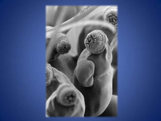 Phylum Cycliophora | PPTX