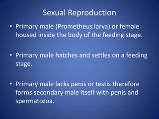 Phylum Cycliophora | PPTX | Infertility | Reproductive Health