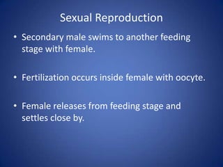 Phylum Cycliophora | PPTX