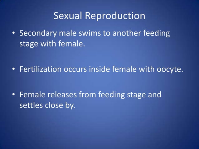 Phylum Cycliophora | PPTX | Infertility | Reproductive Health