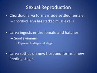 Phylum Cycliophora | PPTX | Infertility | Reproductive Health