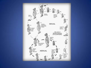 Phylum Cycliophora | PPTX
