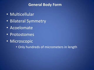 Phylum Cycliophora | PPTX