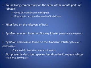 Phylum Cycliophora | PPTX | Infertility | Reproductive Health