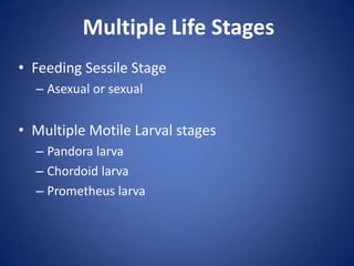 Phylum Cycliophora | PPTX | Infertility | Reproductive Health