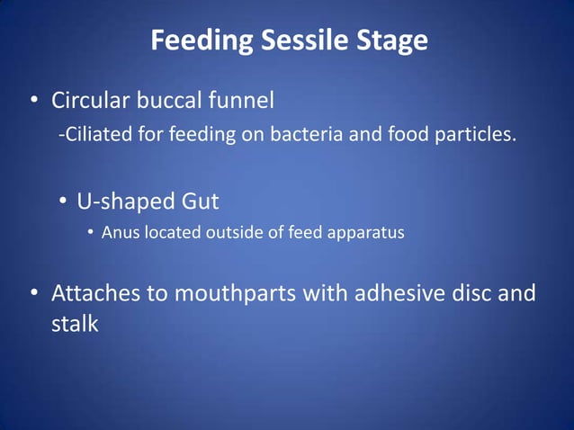 Phylum Cycliophora | PPTX | Infertility | Reproductive Health