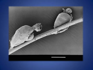 Phylum Cycliophora | PPTX