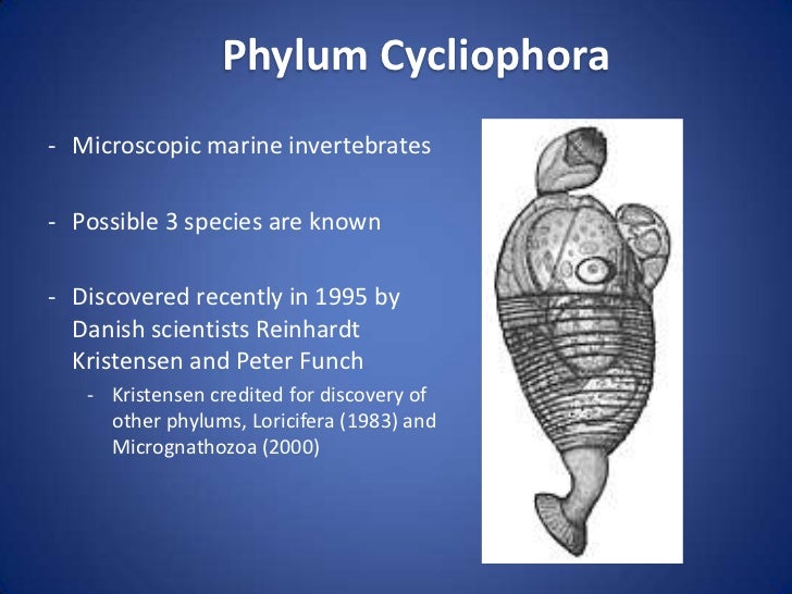 Phylum Cycliophora