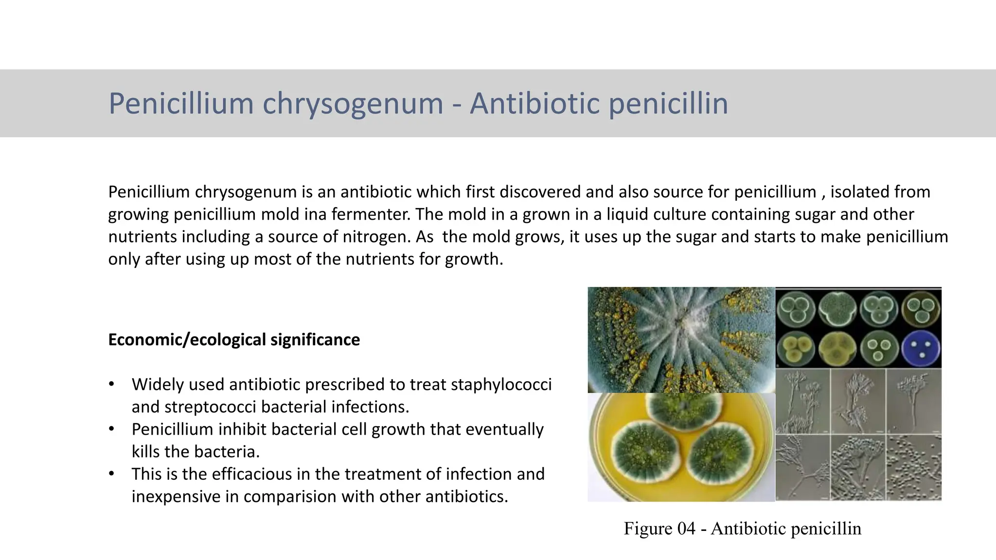 Phylum Deuteromycota | PPTX
