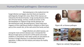 Phylum Deuteromycota | PPTX