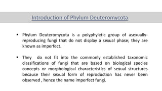 Phylum Deuteromycota | PPTX