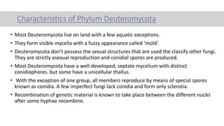 Phylum Deuteromycota | PPTX