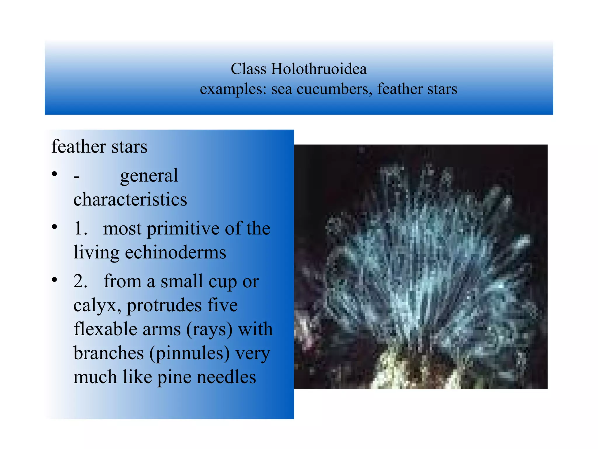 Phylum echinodermata | PPT