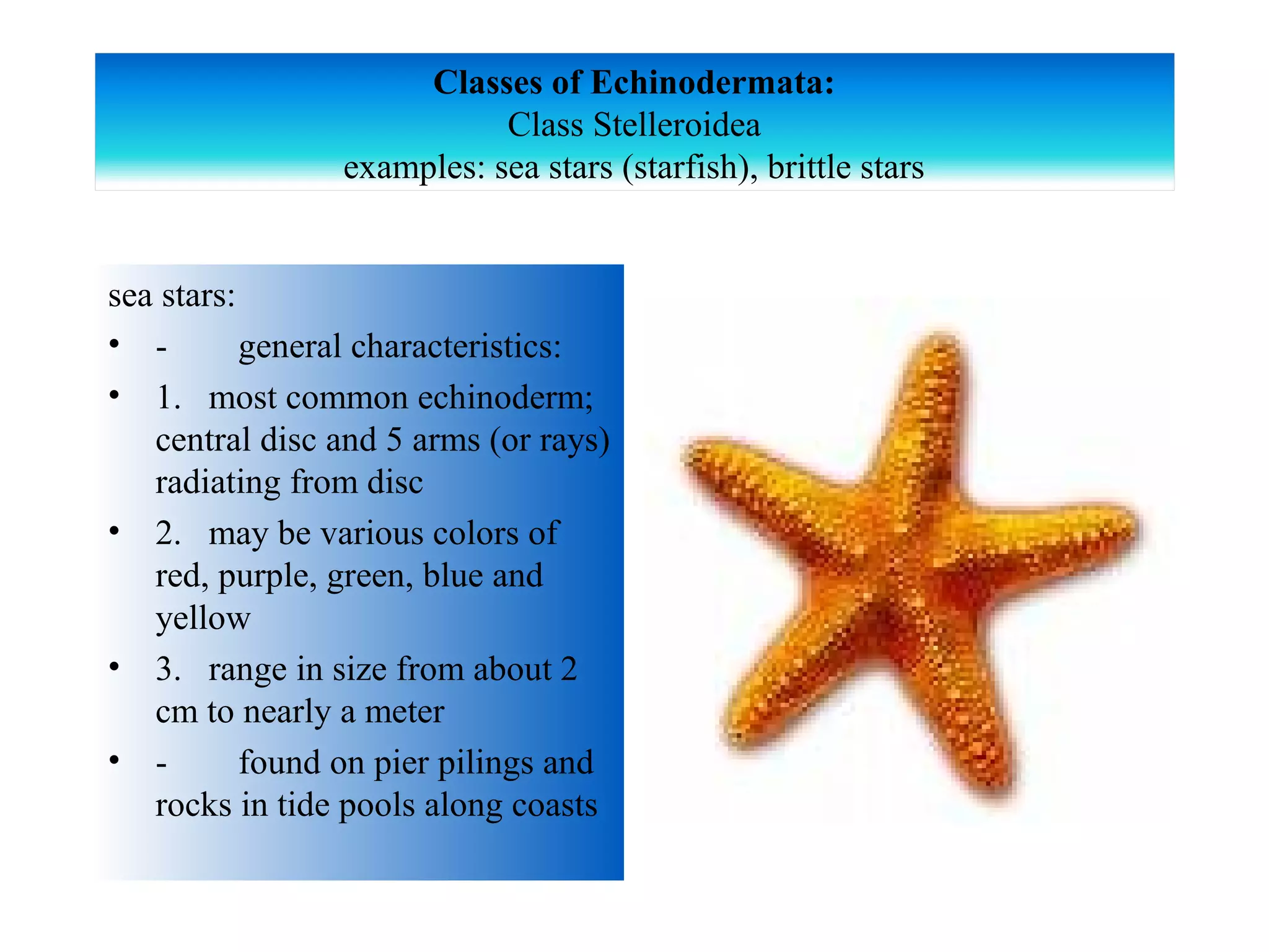 Phylum echinodermata | PPT