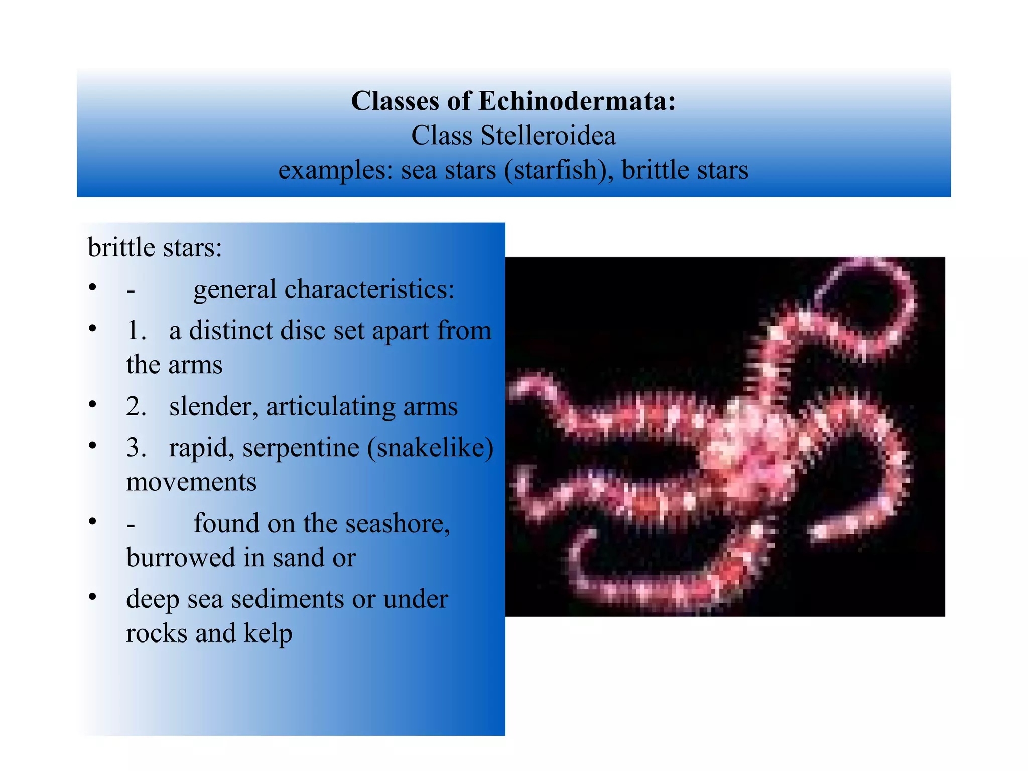 Phylum echinodermata | PPT