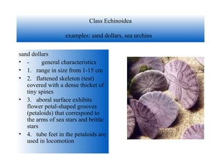 Phylum echinodermata | PPT