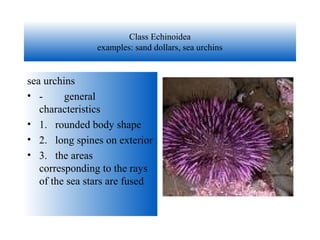 Phylum echinodermata | PPT