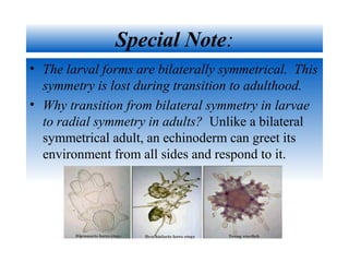 Phylum echinodermata | PPT