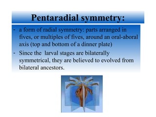 Phylum echinodermata | PPT