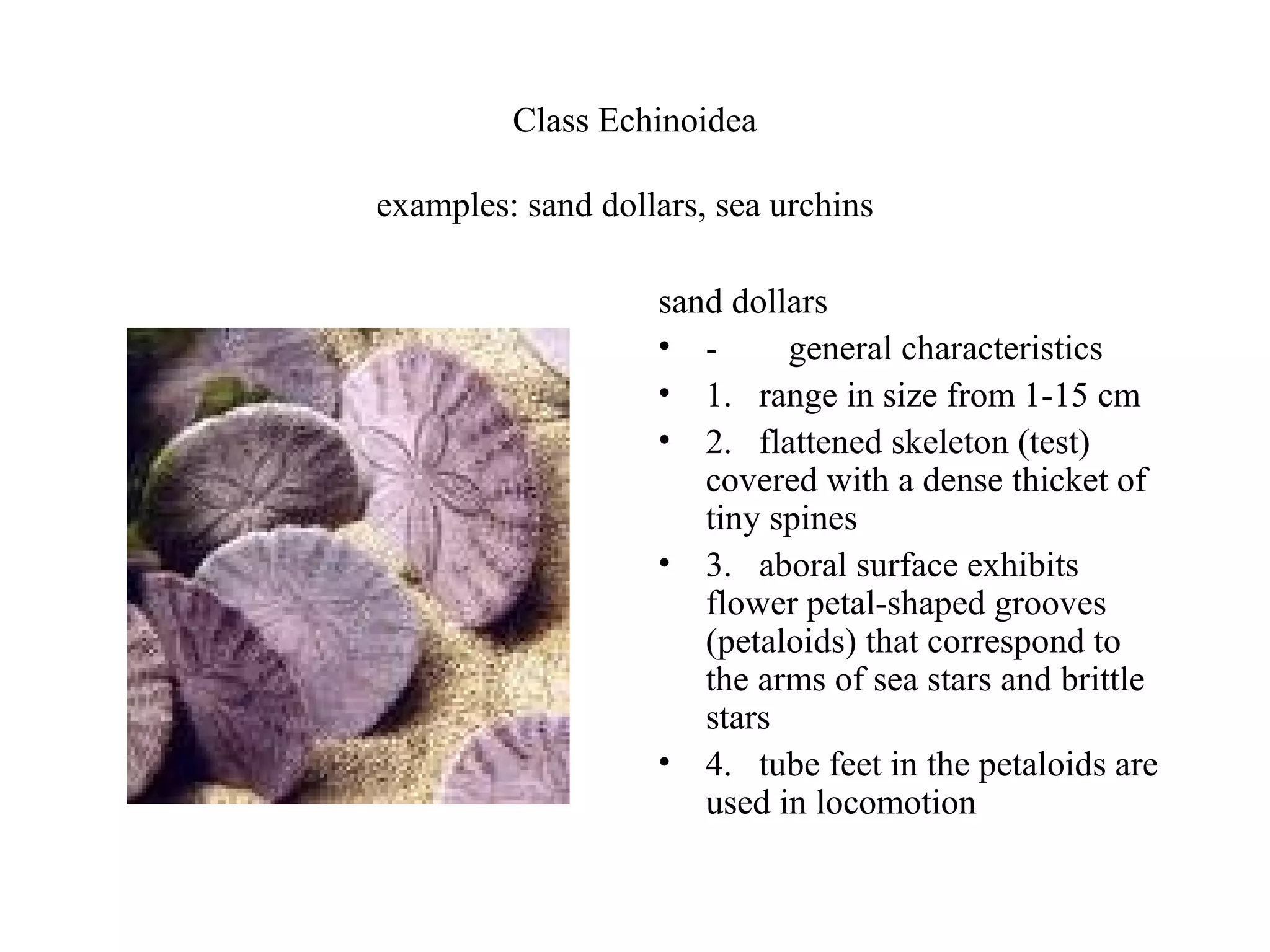 Echinoderms (Echinodermata) | PPT