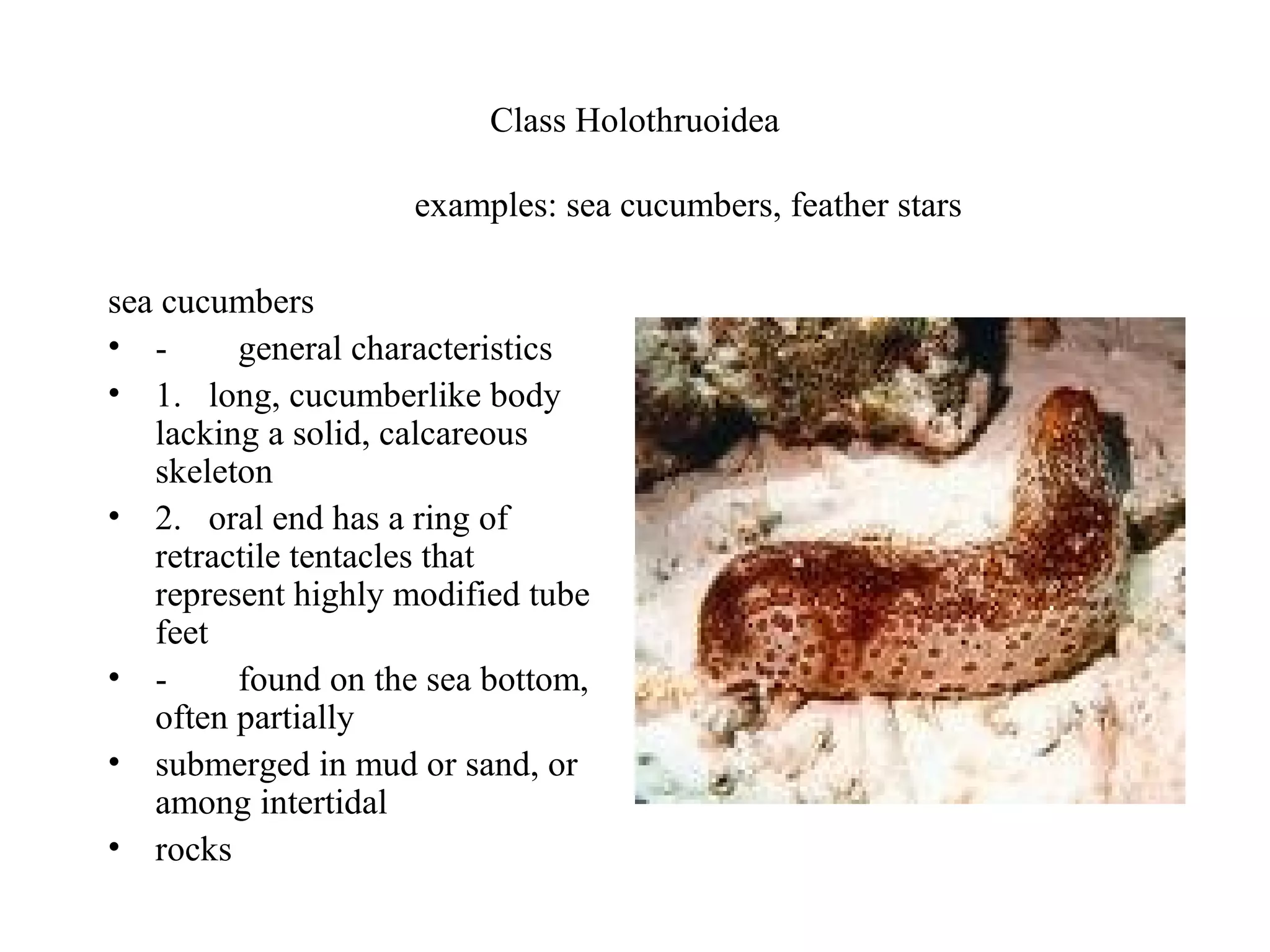 Echinoderms (Echinodermata) | PPT