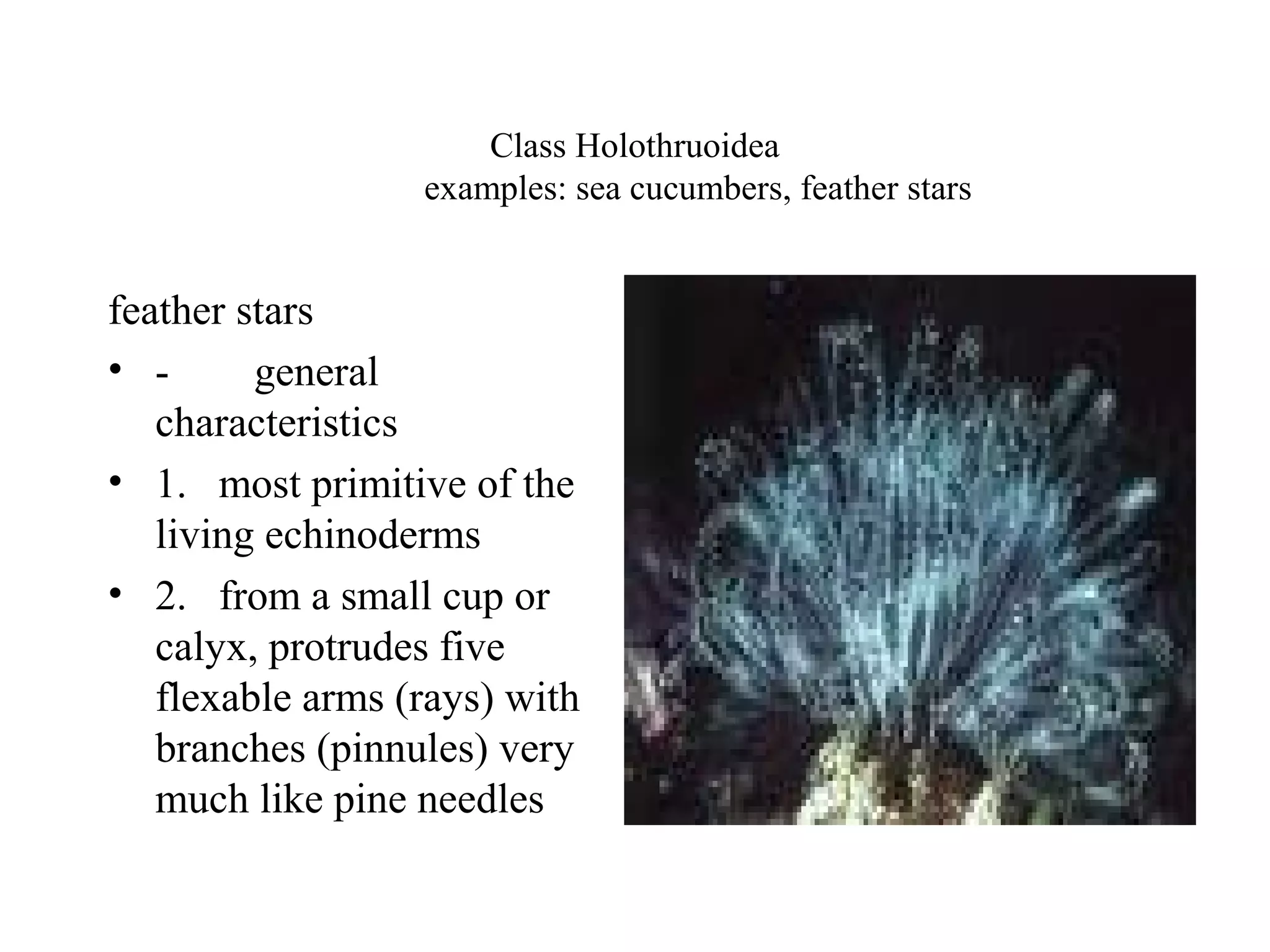 Echinoderms (Echinodermata) | PPT