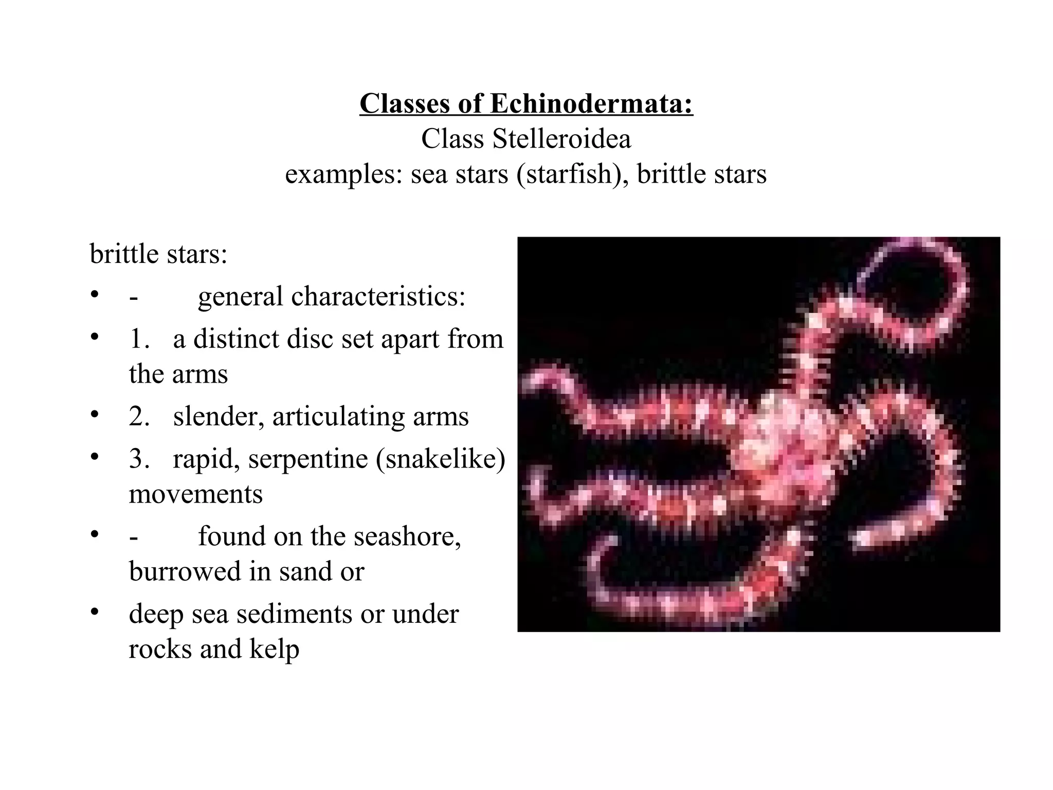 Echinoderms (Echinodermata) | PPT