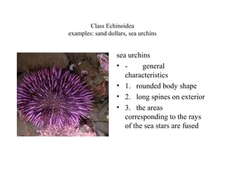 Echinoderms (Echinodermata) | PPT