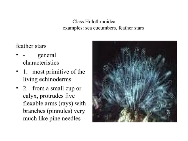 Echinoderms (Echinodermata) | PPT