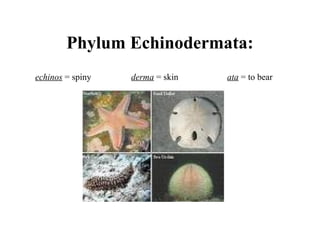 Echinodermata Classes