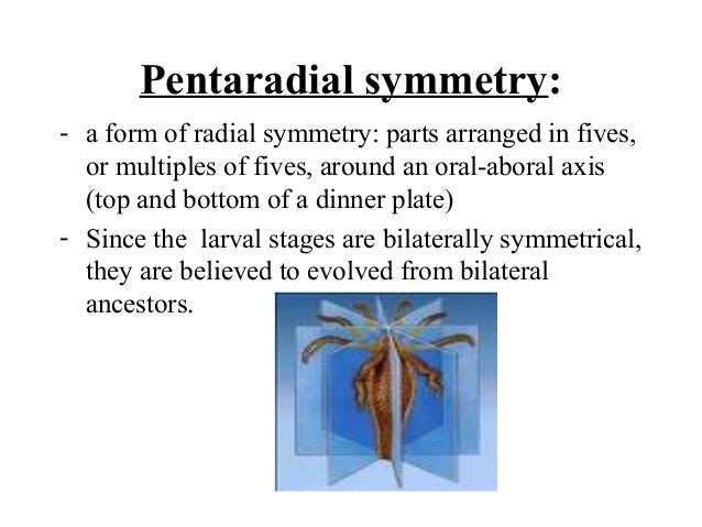 Echinoderms Symmetry
