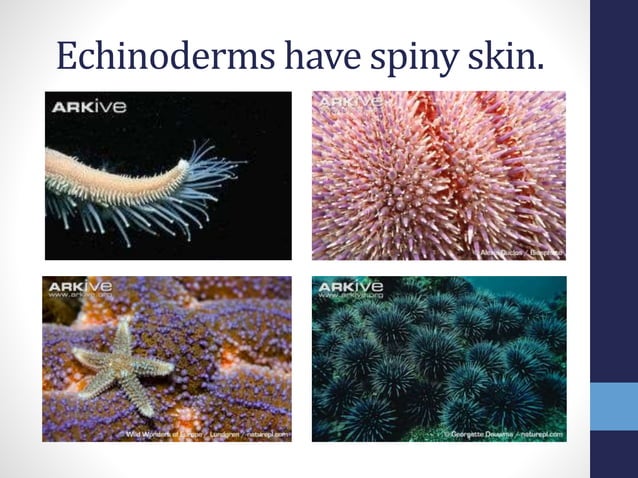 Miller_Phylum Echinodermata | PPT