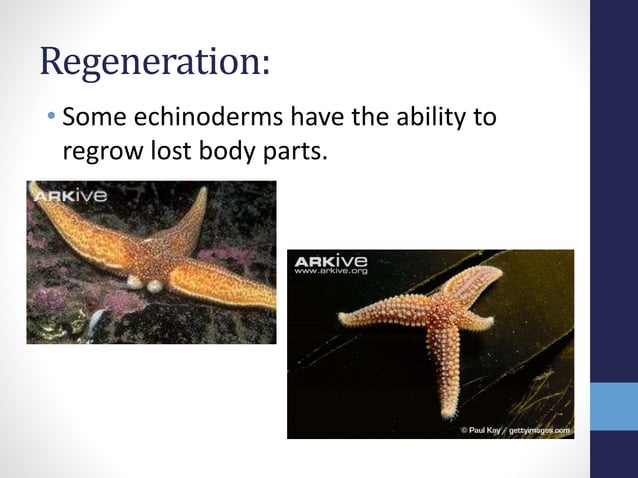 Miller_Phylum Echinodermata | PPT