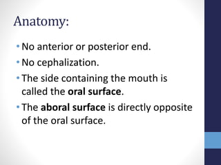 Miller_Phylum Echinodermata | PPT