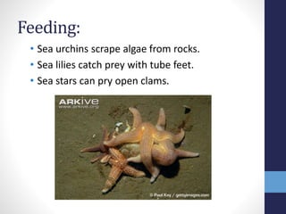 Miller_Phylum Echinodermata | PPT