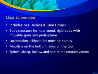 Phylum echinodermata | PPTX