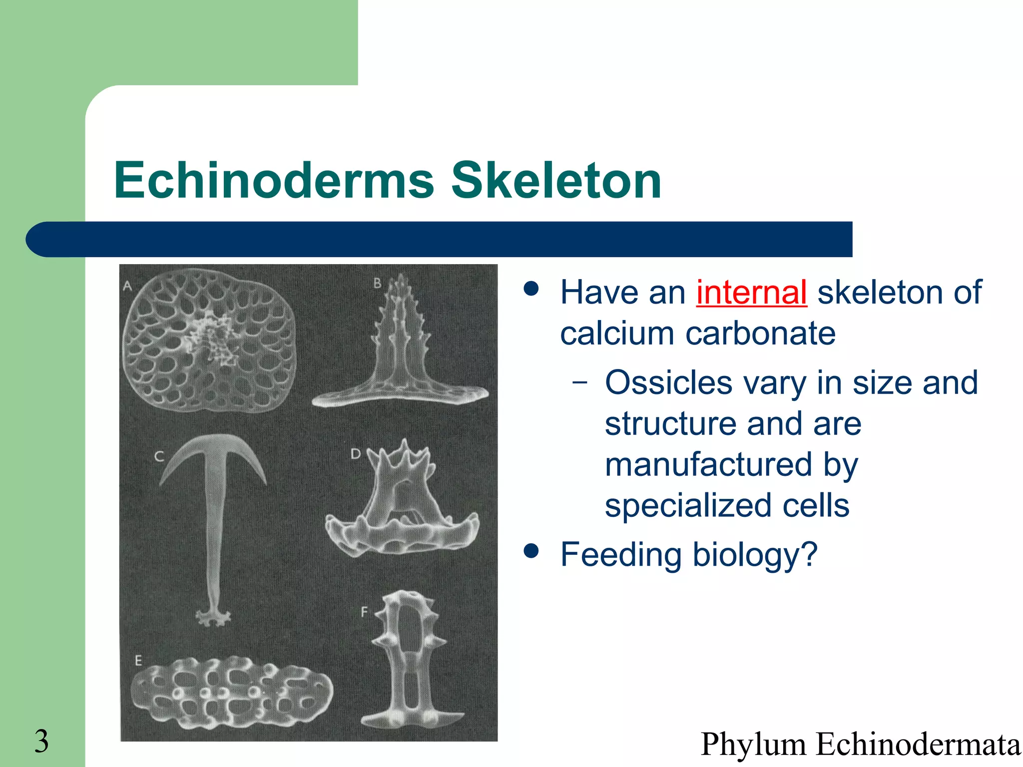 Phylum echinodermata | PPT