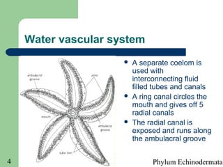 Phylum echinodermata | PPT