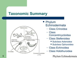 Phylum echinodermata | PPT