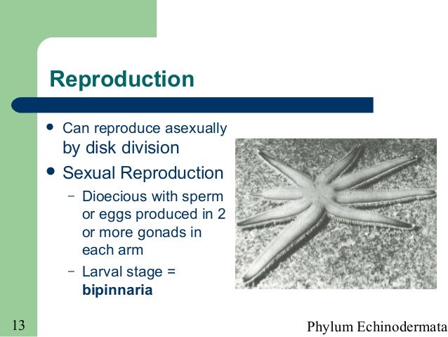 Echinoderms Reproduction