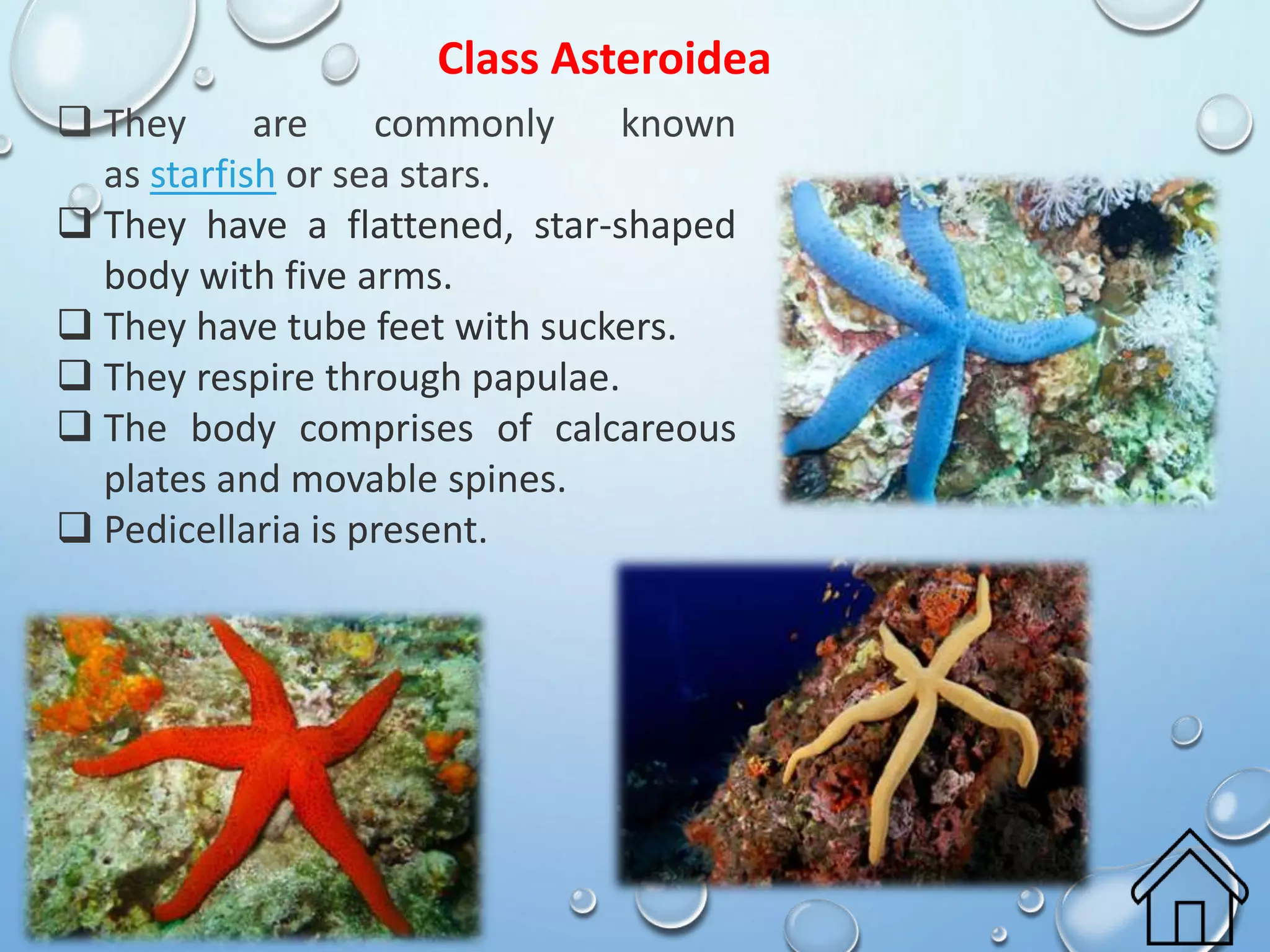 Phylum Echinodermata | PPTX